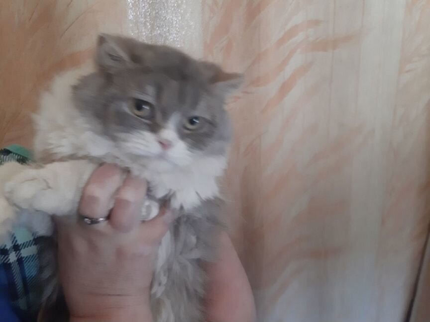 Шотландские юные котики