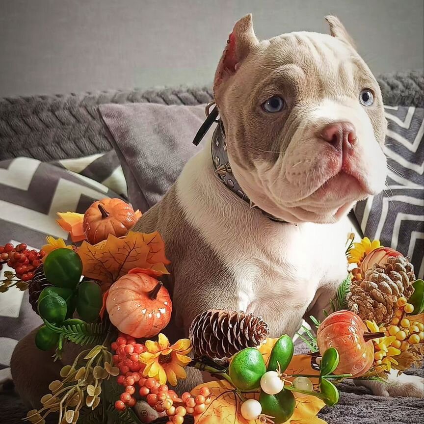 Американский булли покет