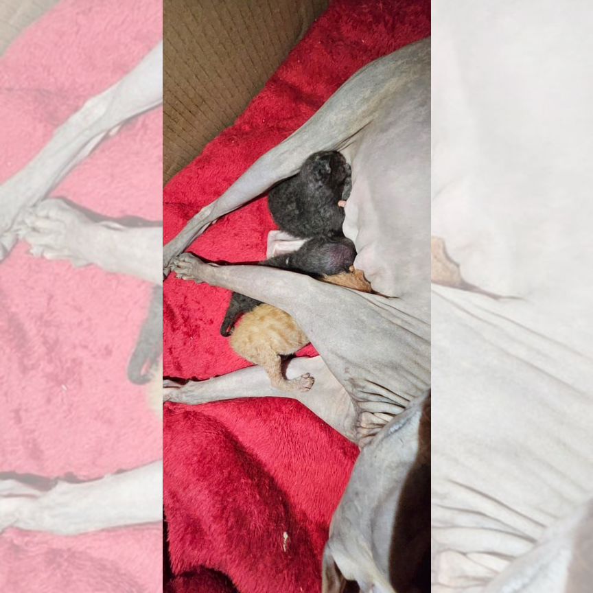 Донской сфинкс, пушата