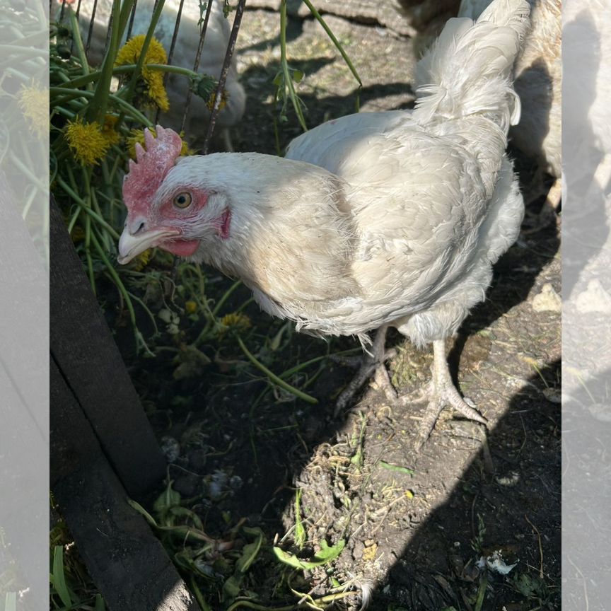 Продам курочек