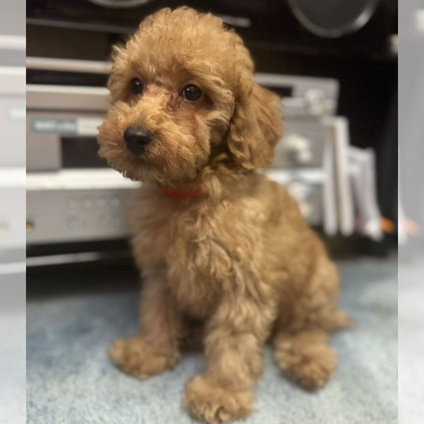 Той-пудель, щенок