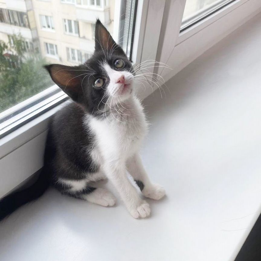 Белочка от домашней коши 2 месяца