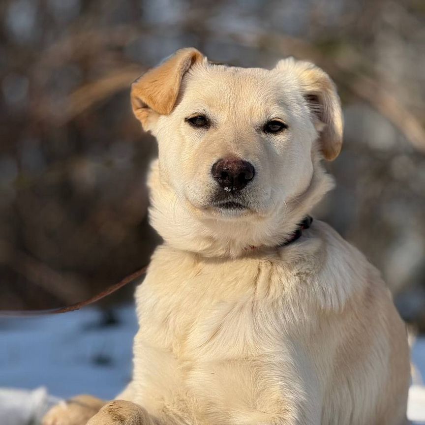 Поможем Алексу найти любящую семью