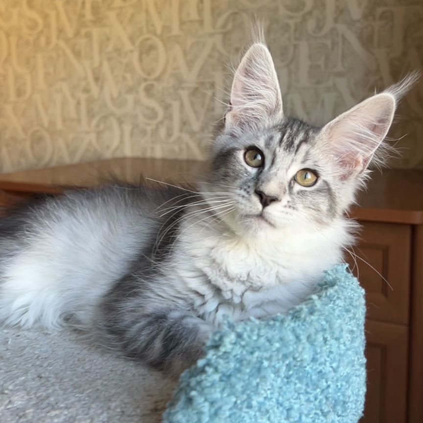 Котята мейн-кун девочки