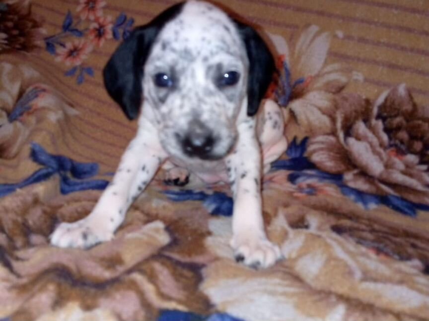 Щенки далматина