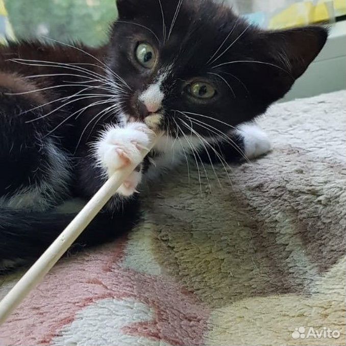 Котенок Василиса