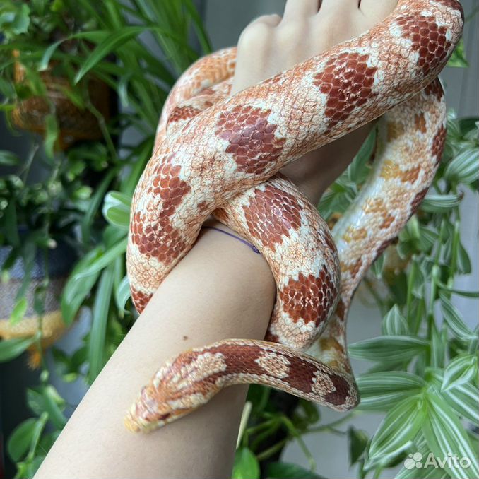 Маисовый полоз альбинос самка взрослая