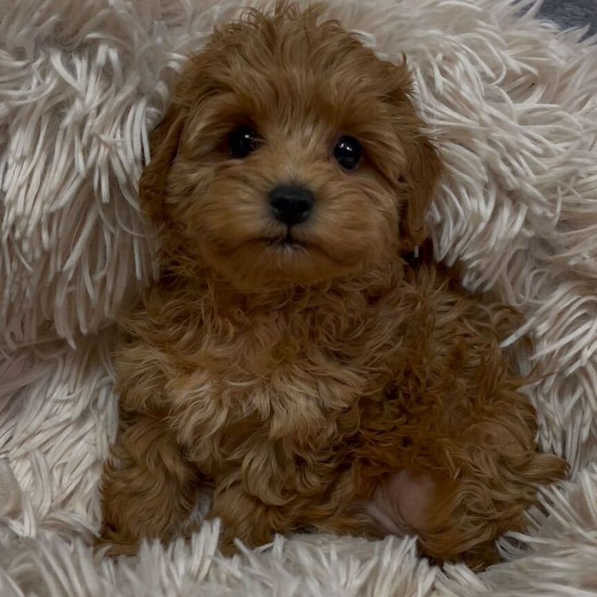 Кавапу щенок