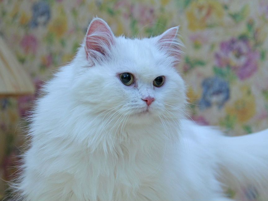 Белое облачко Бэлла