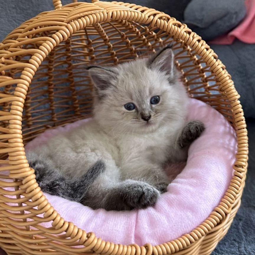 Рэгдолл котёнок