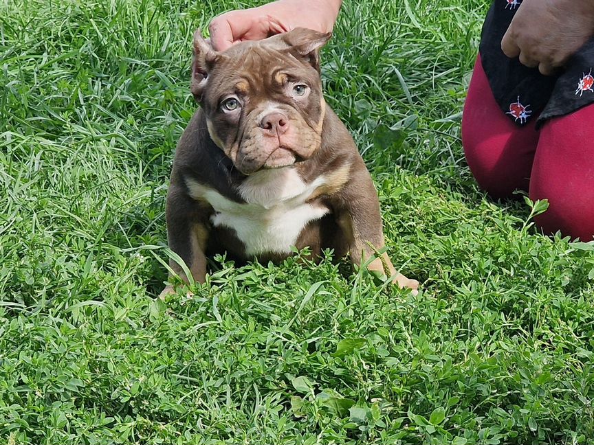 Американский Булли Супер девочка