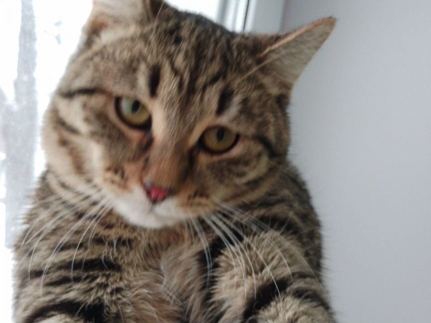 Котик ищет свою семью