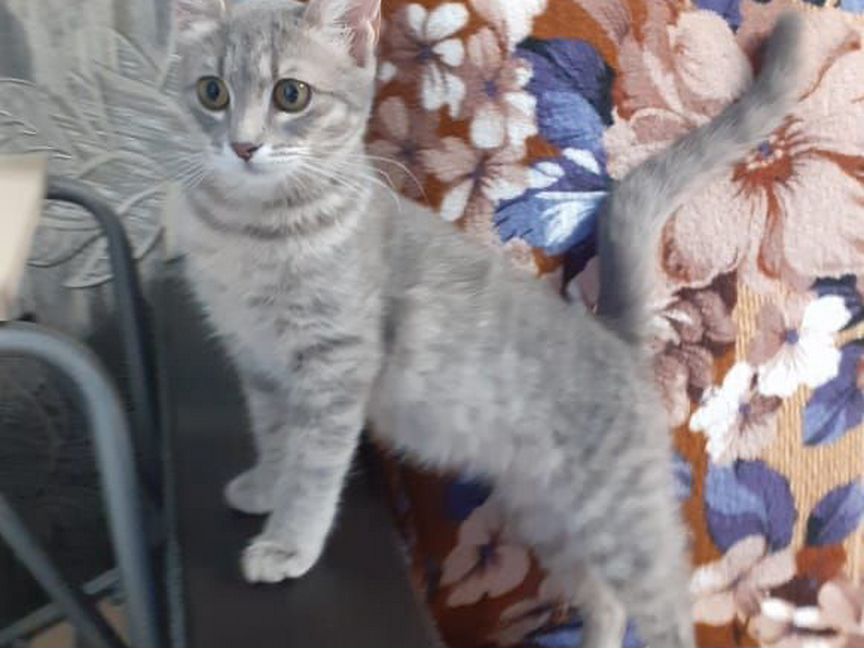 Котёнок Виола