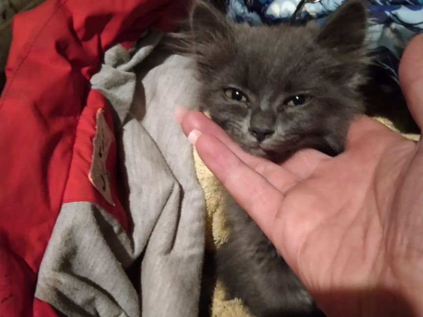 Отдаю котëнка