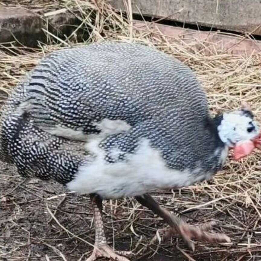 Цесарки