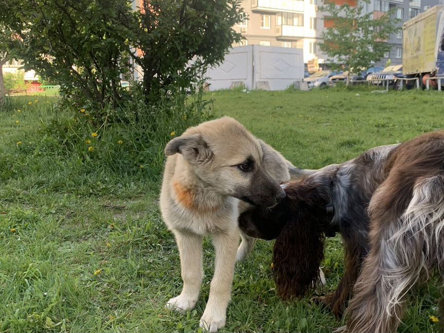 Щенок в добрые руки бесплатно