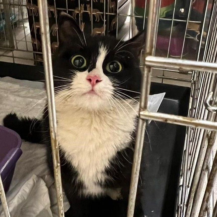 Кошка с большими глазами