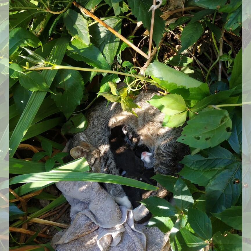 Кошка с новорожденными котятами