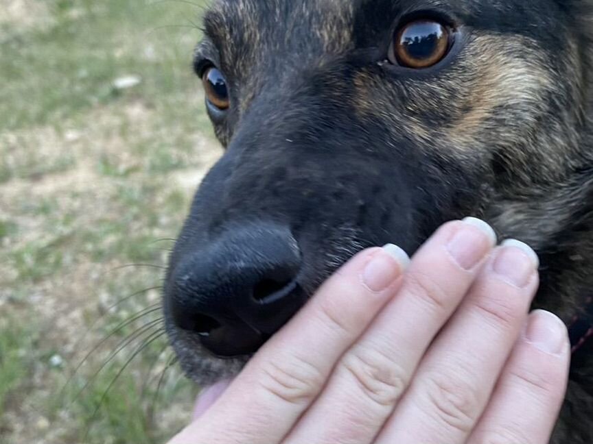 Кобель подросток ищет дом