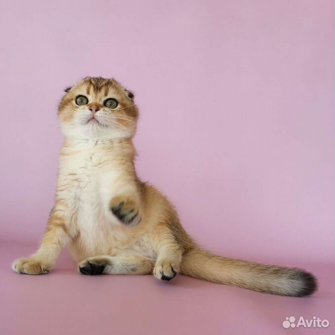 Шотландская вислоухая красотка