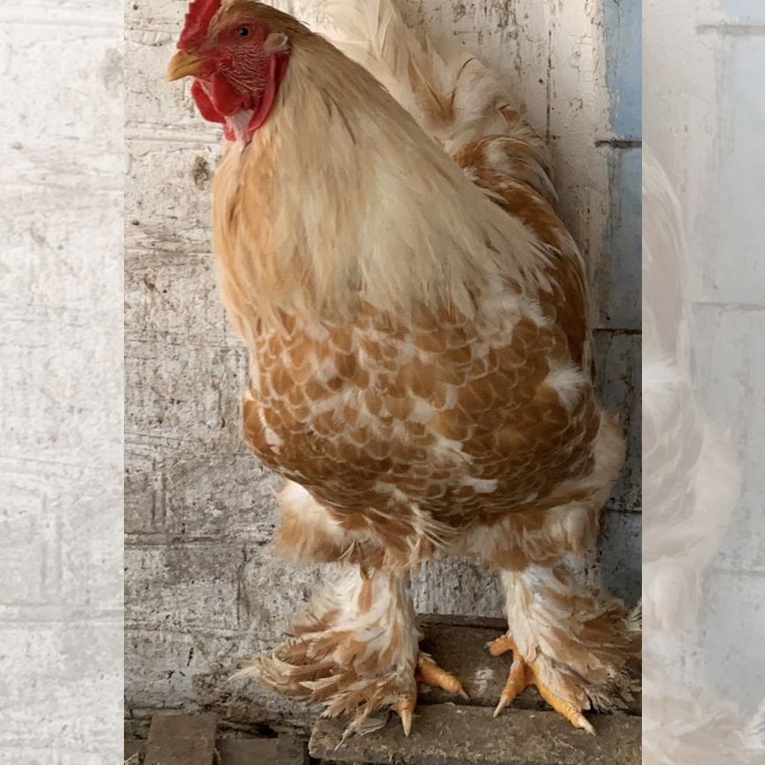 Петух брама белое золото