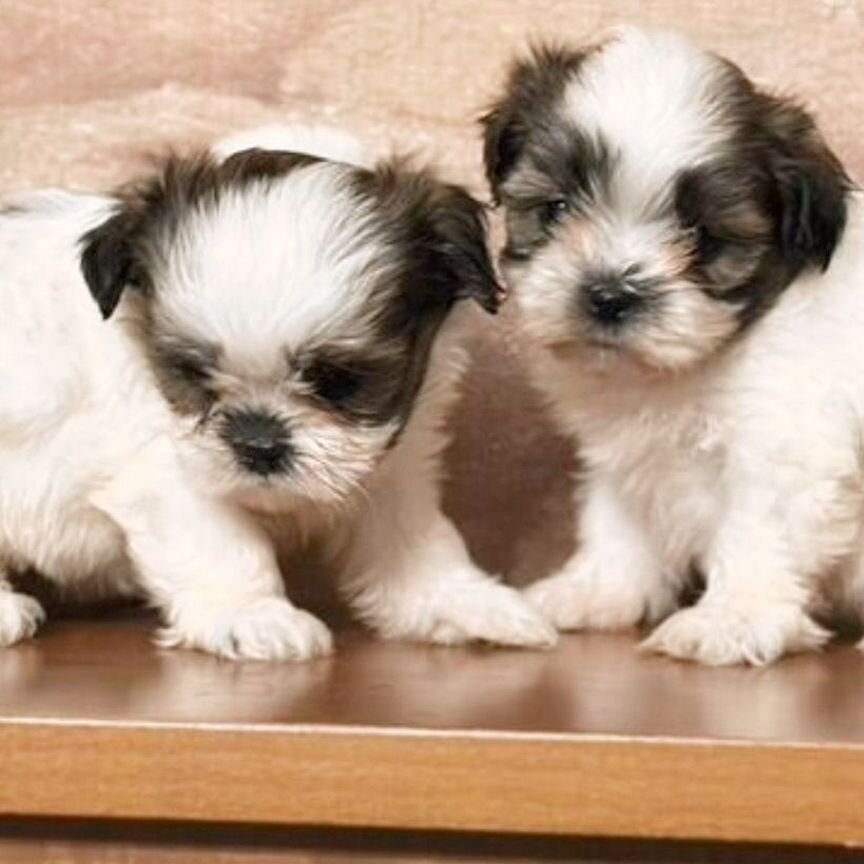 Малыши миники