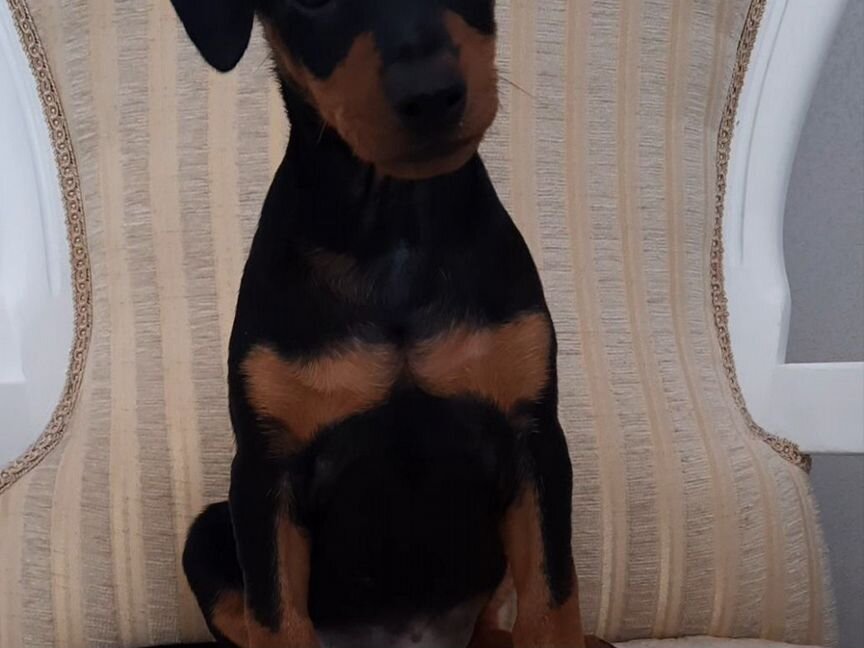 Цвергпинчер