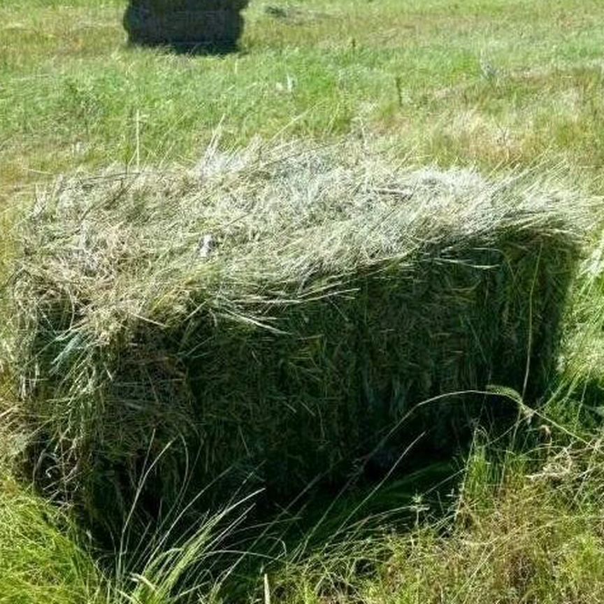 Сено в тюках