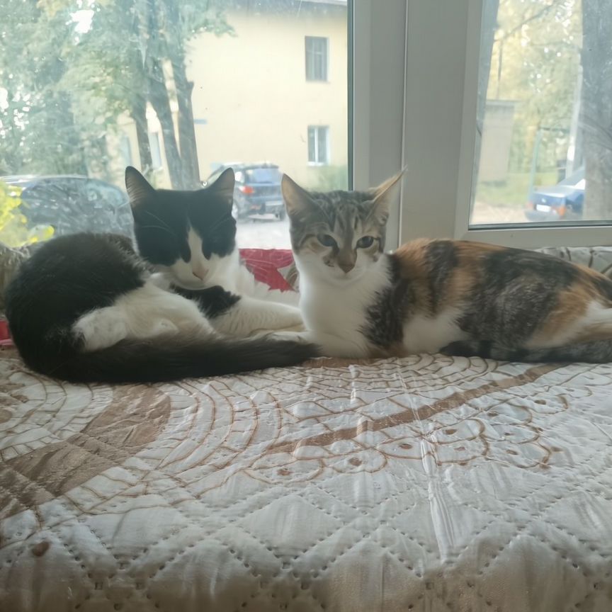 Котята в добрые руки бесплатно