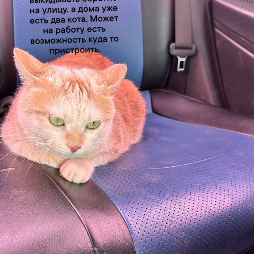 Нашли кошку
