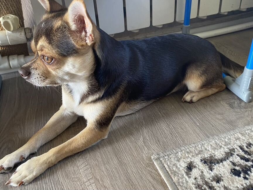 Вязка кобель чихуахуа