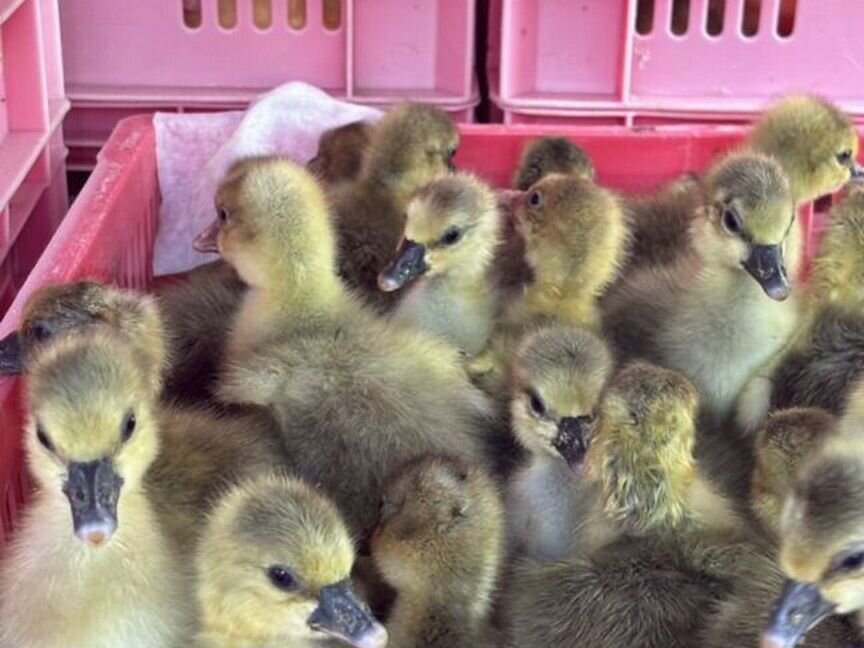Гусята суточные серая большая