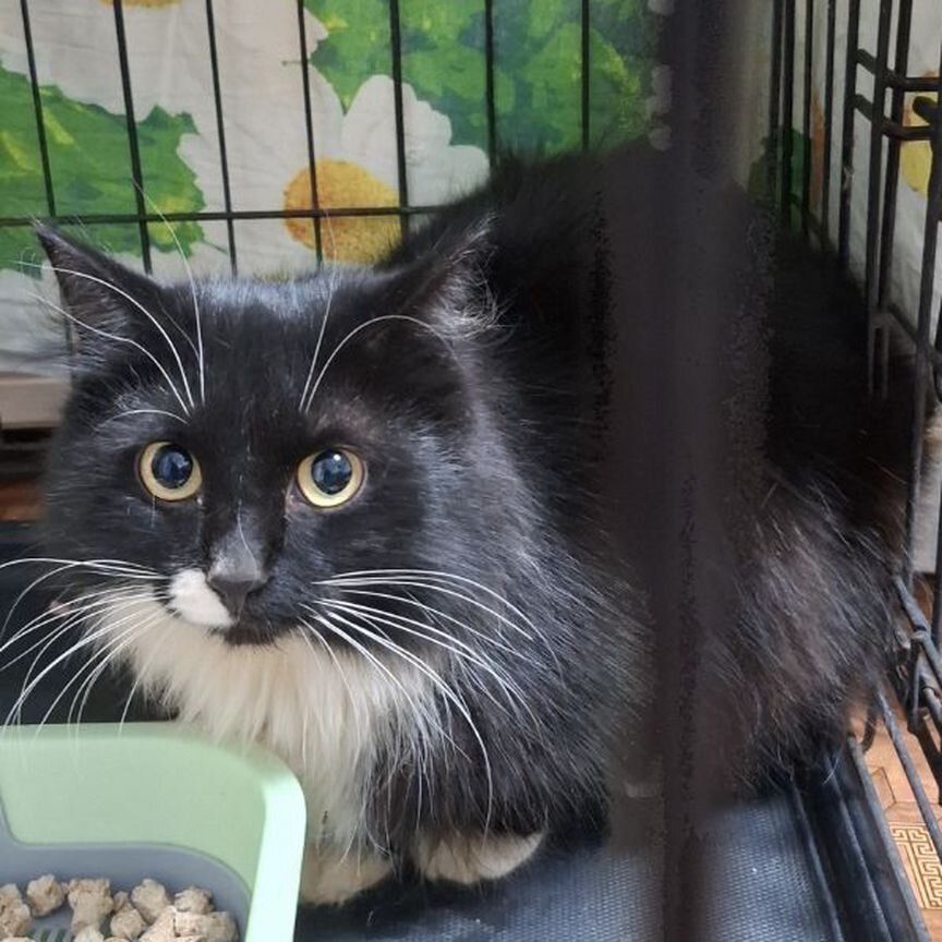 Взрослый кот в добрые руки