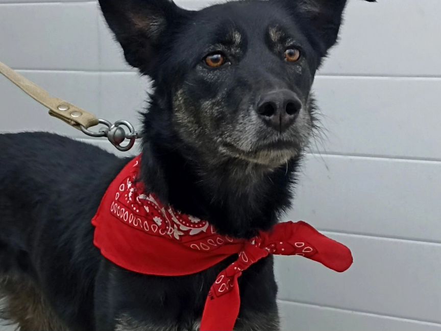 Интеллигентная Вега