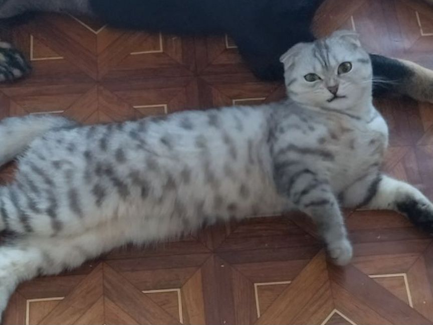 Продам кошечку