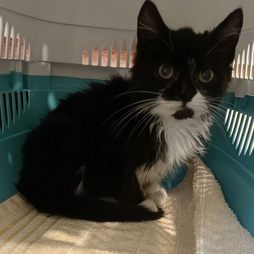 Котёнок в добрые руки