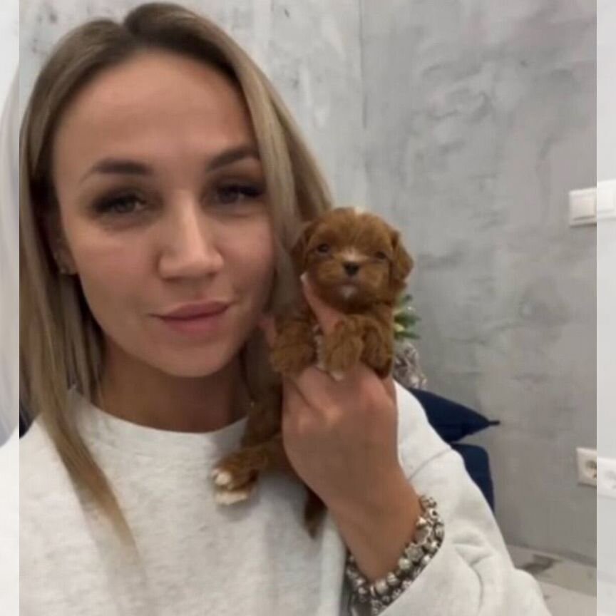 Мальтипу, щенок