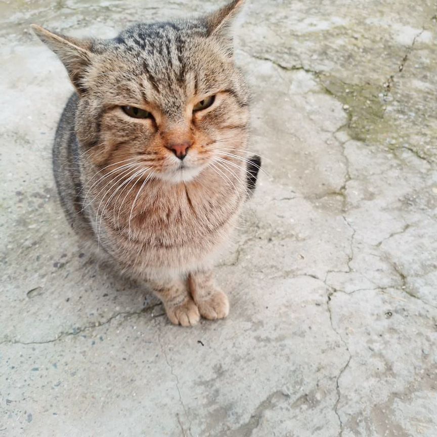 Котика хотят убить или вывезти в лес