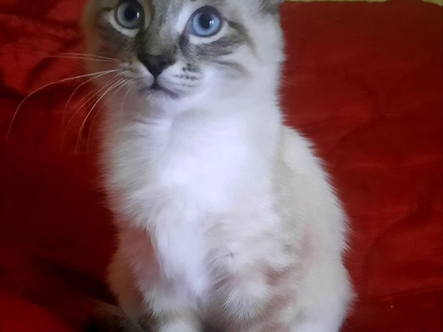 Кот в добрые ручки