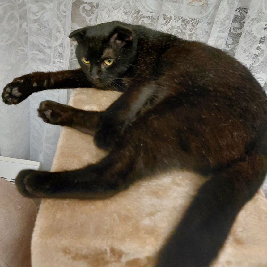 Шотландский вислоухий короткошёрстный, взрослый кот