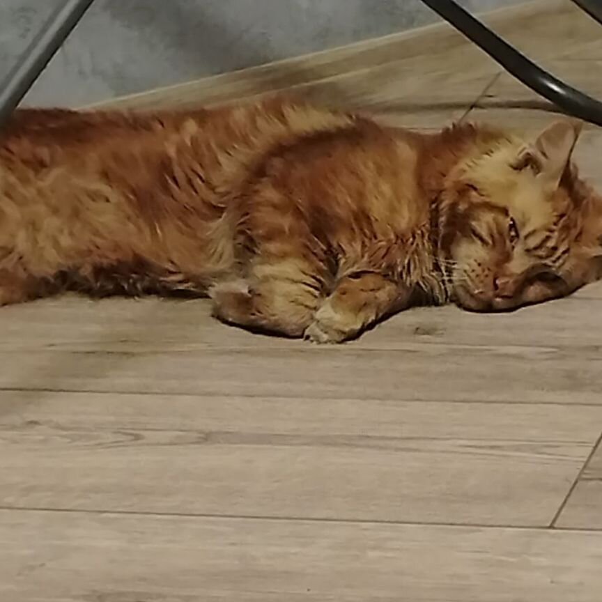 Мейн-кун котёнок