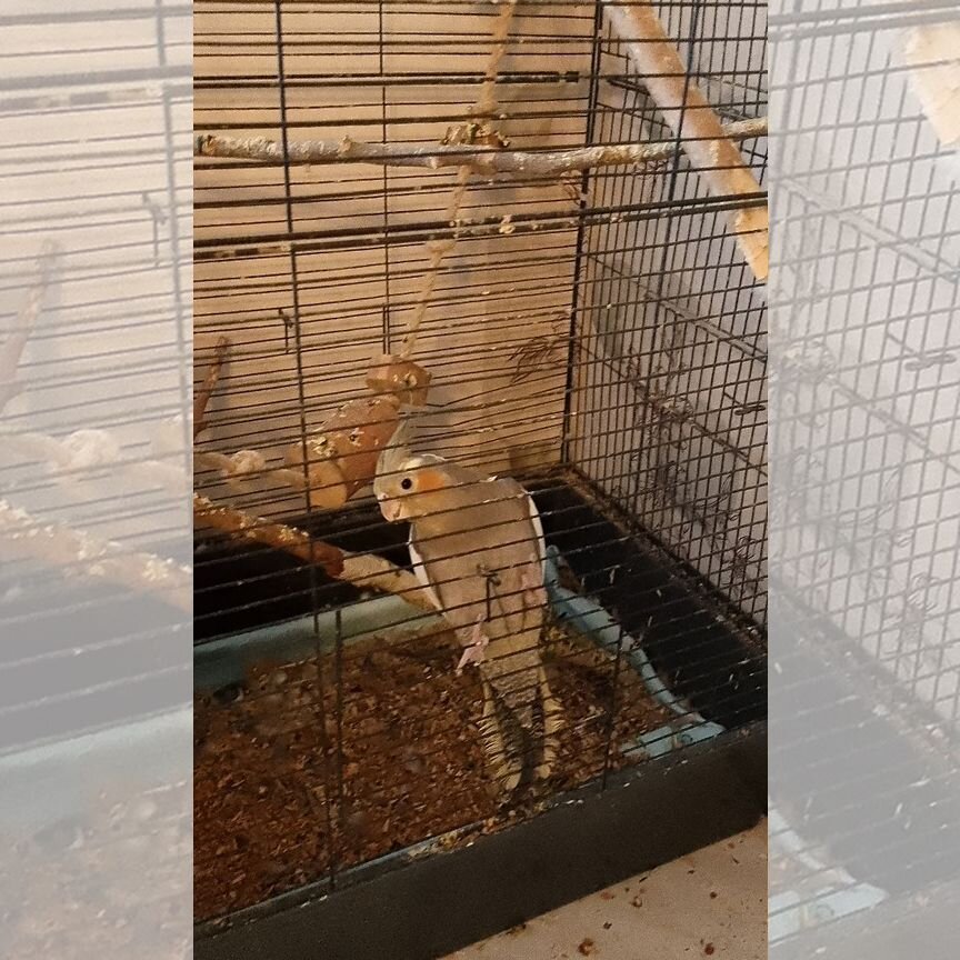 Попугай карелла