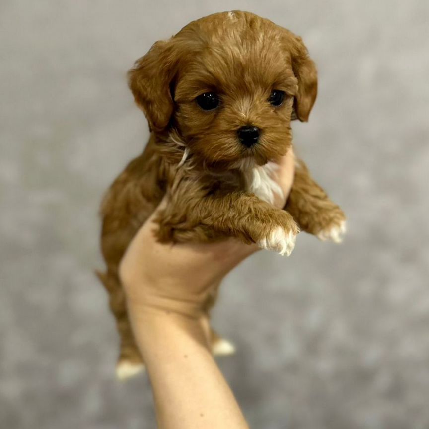 Мальтипу, щенок