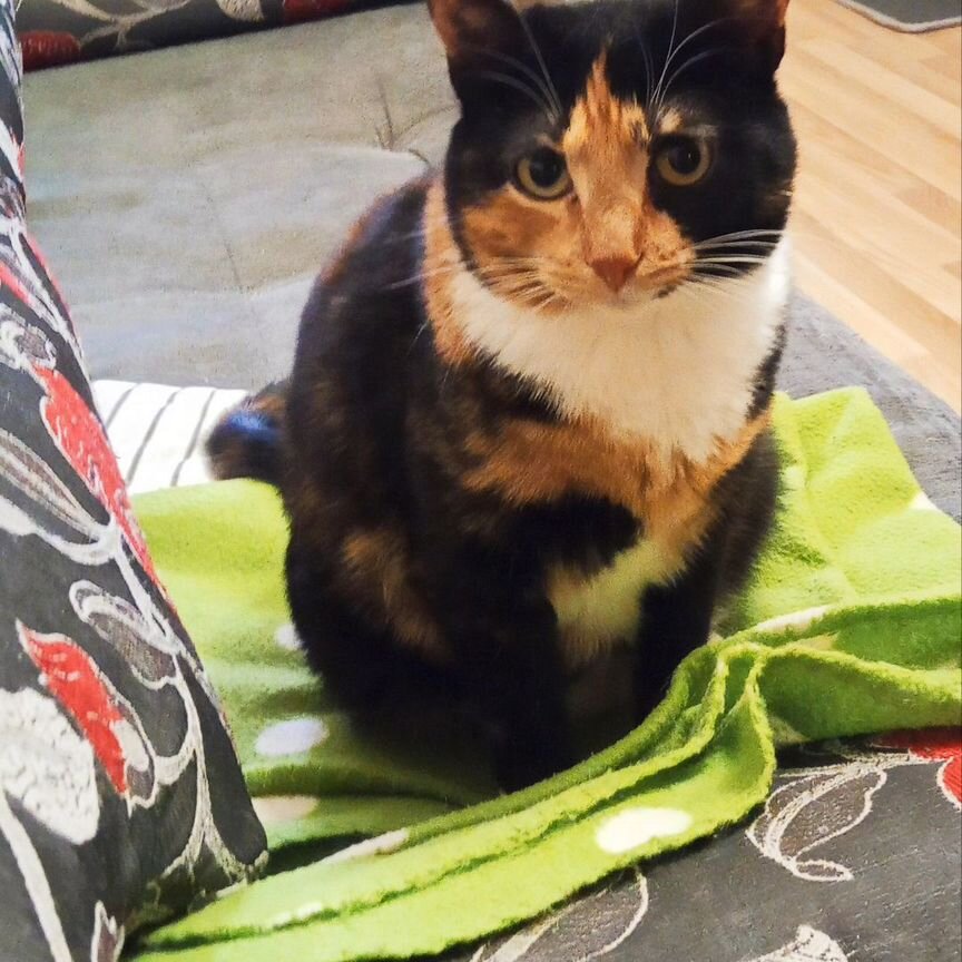 Кошечка