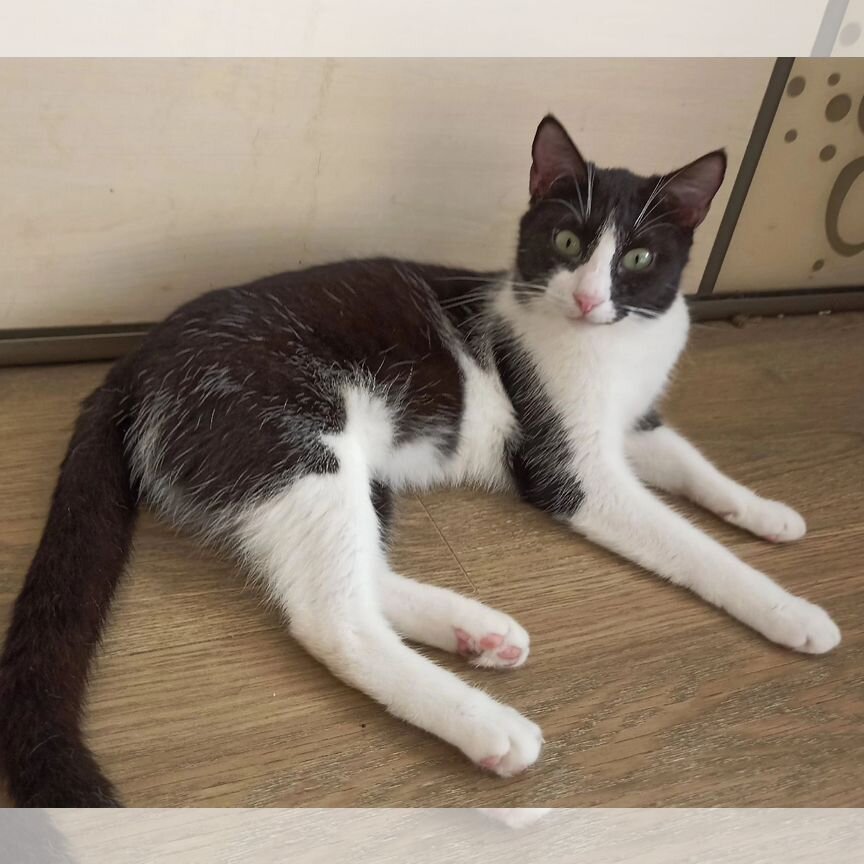 Ищет дом и семью