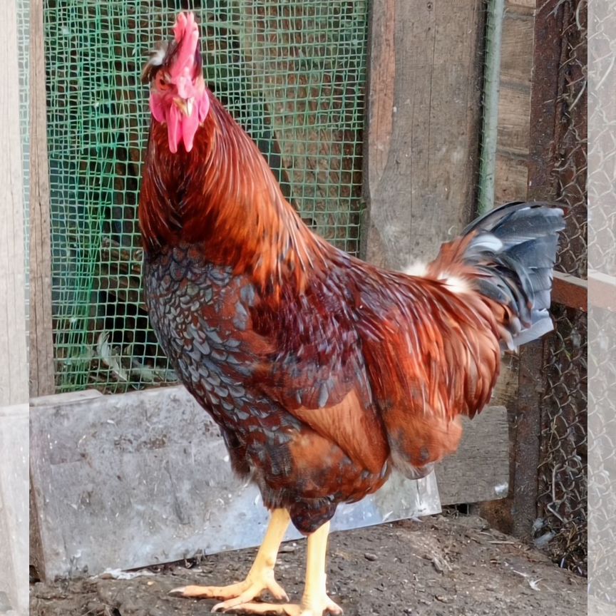 Петух домашний