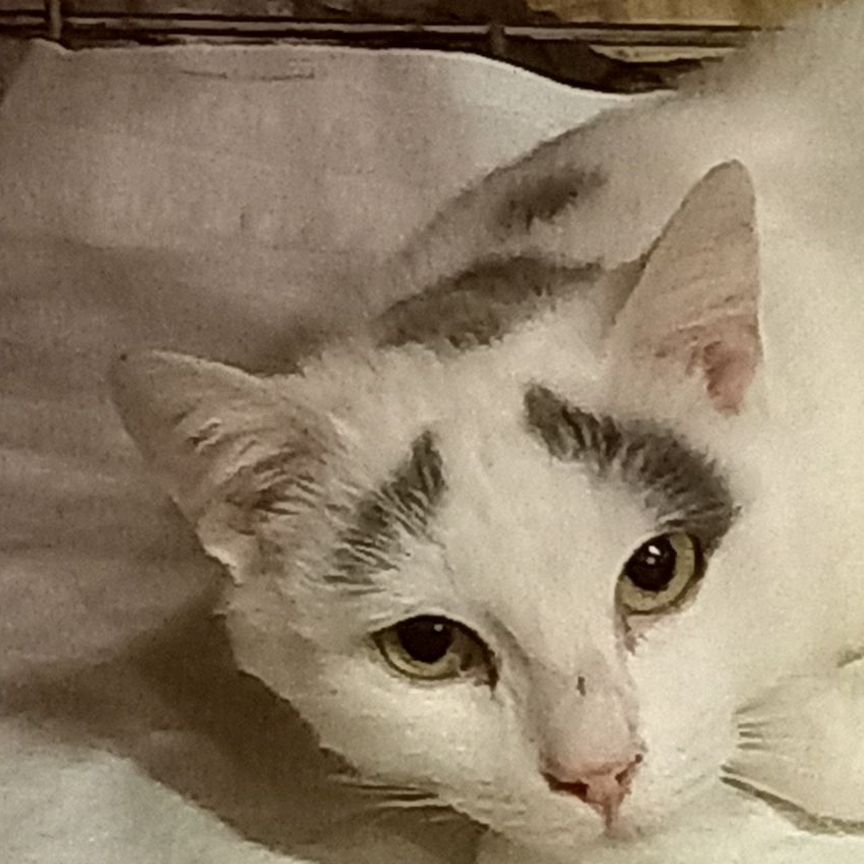 Взрослая кошка в добрые руки