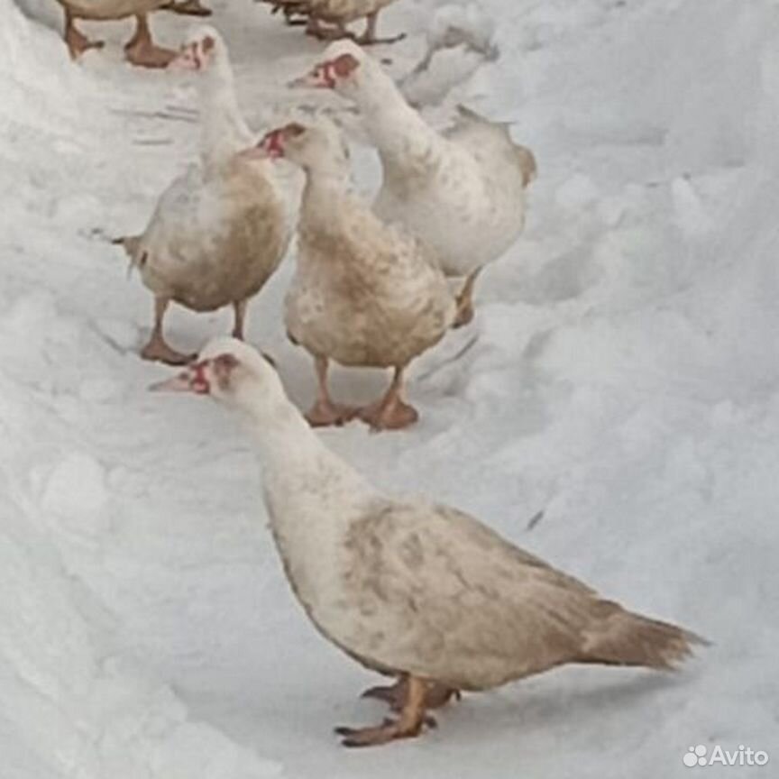 Индоутки и селезня