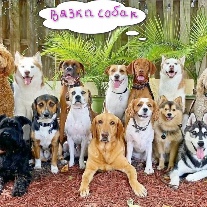 Вязка собак любых пород