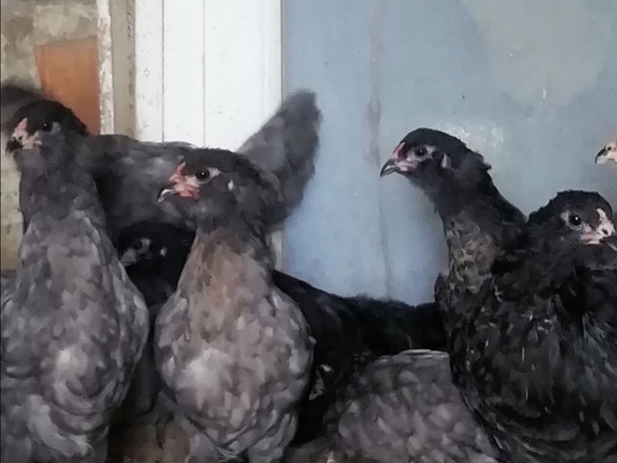 Куры молодки породы "Амераукана"